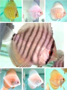 DR MARTIN DISCUS, Professional Discus Breeder & Researcher – Discus ...